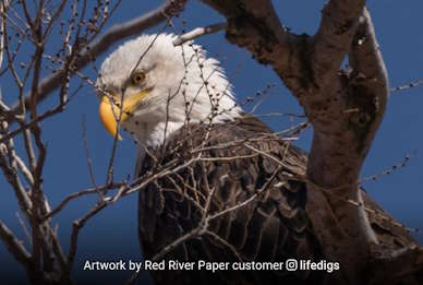Premium Inkjet Photo Papers by Red River Paper